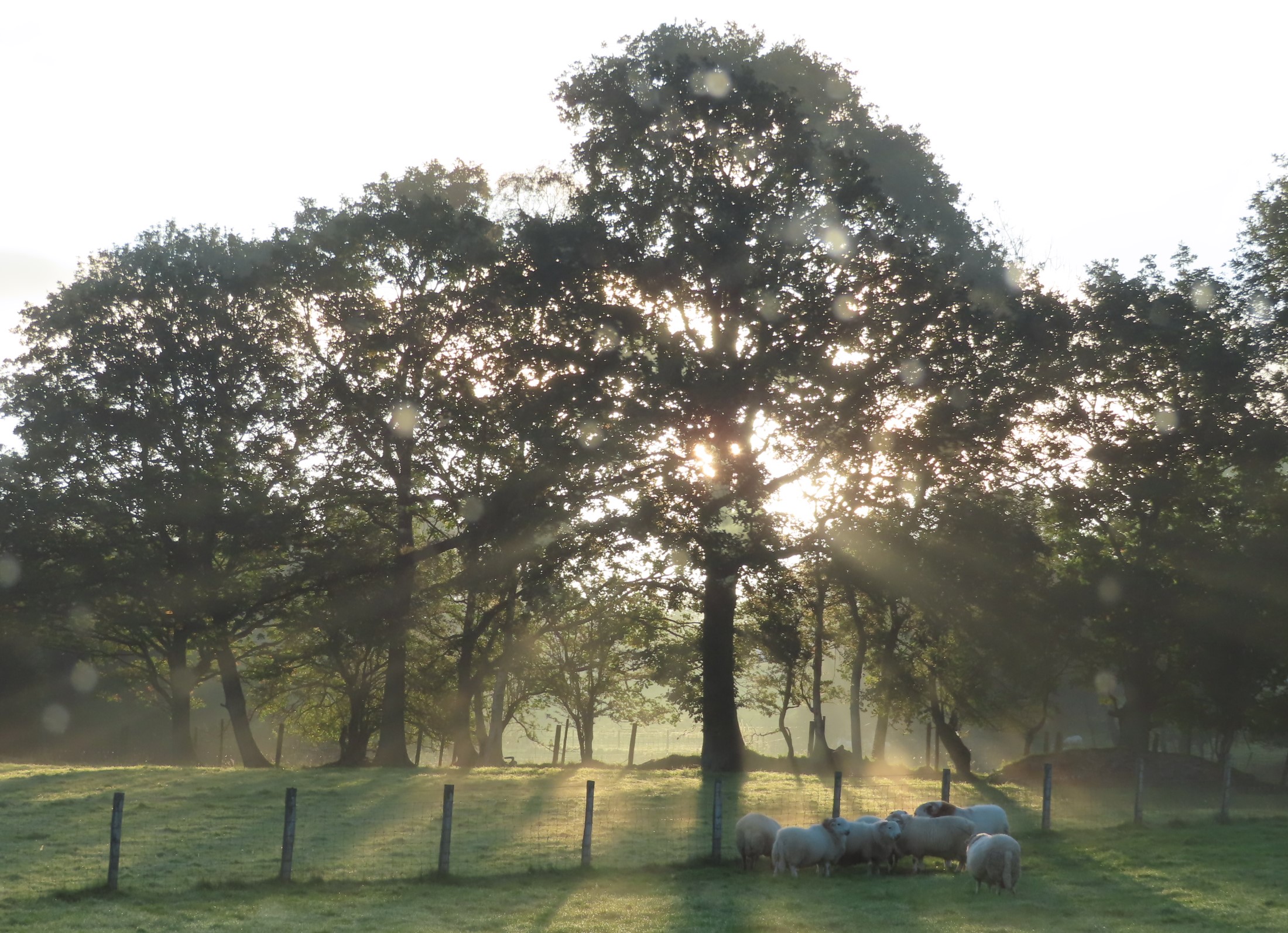 Lliwiau’r Hydref / Autumn Colours – Trefeurig